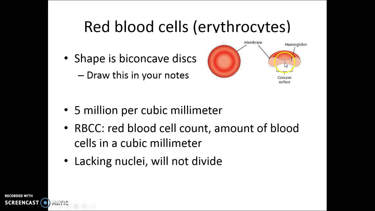 Introduction to Blood - YouTube