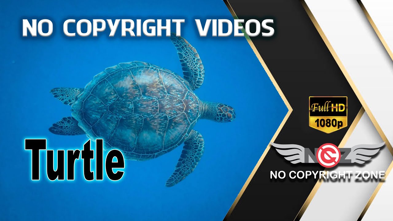 No Copyright Videos -Turtle Footages in deep sea - Underwater Videos ...