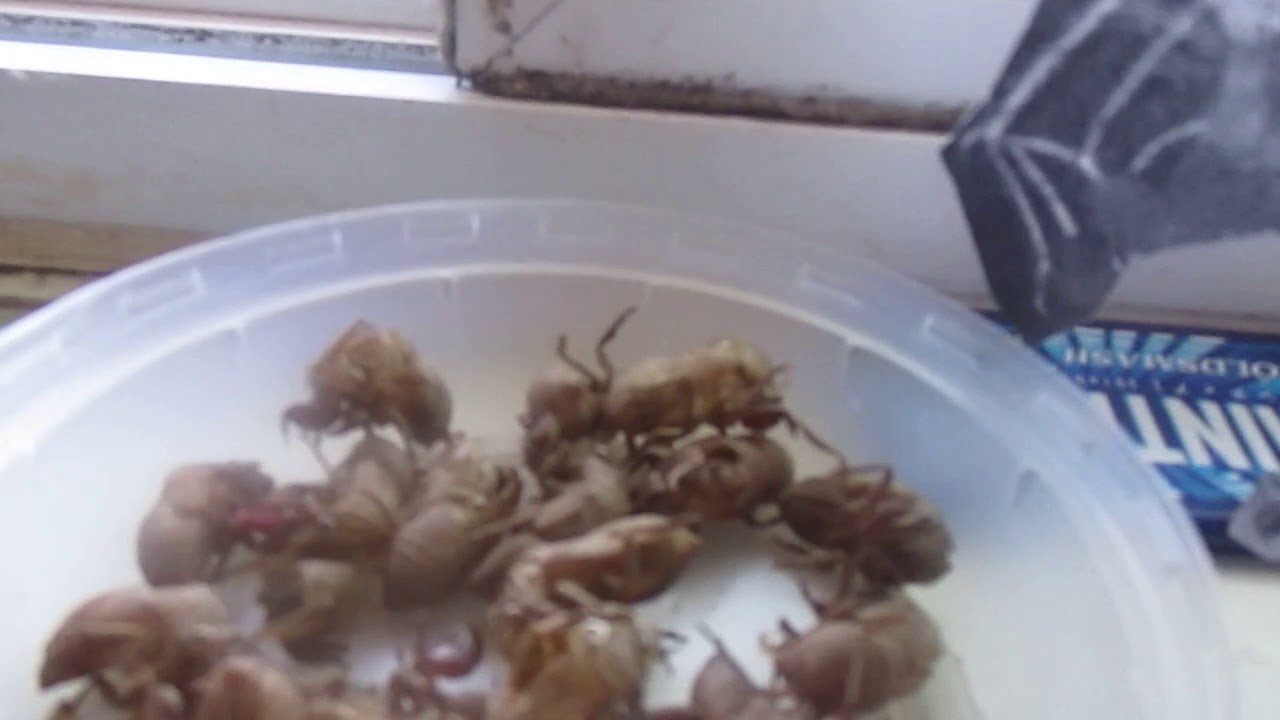 Cicada Wars: Morally Good Cicada Vs The Evil Illuminati And Their Evil ...