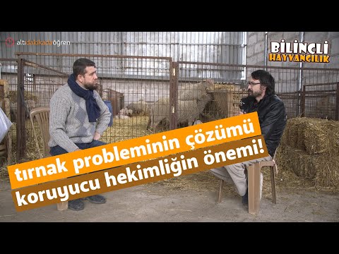 Hayvanlarda Tırnak Probleminin Çözümü - Bilinçli Hayvancılık - KISA KISA