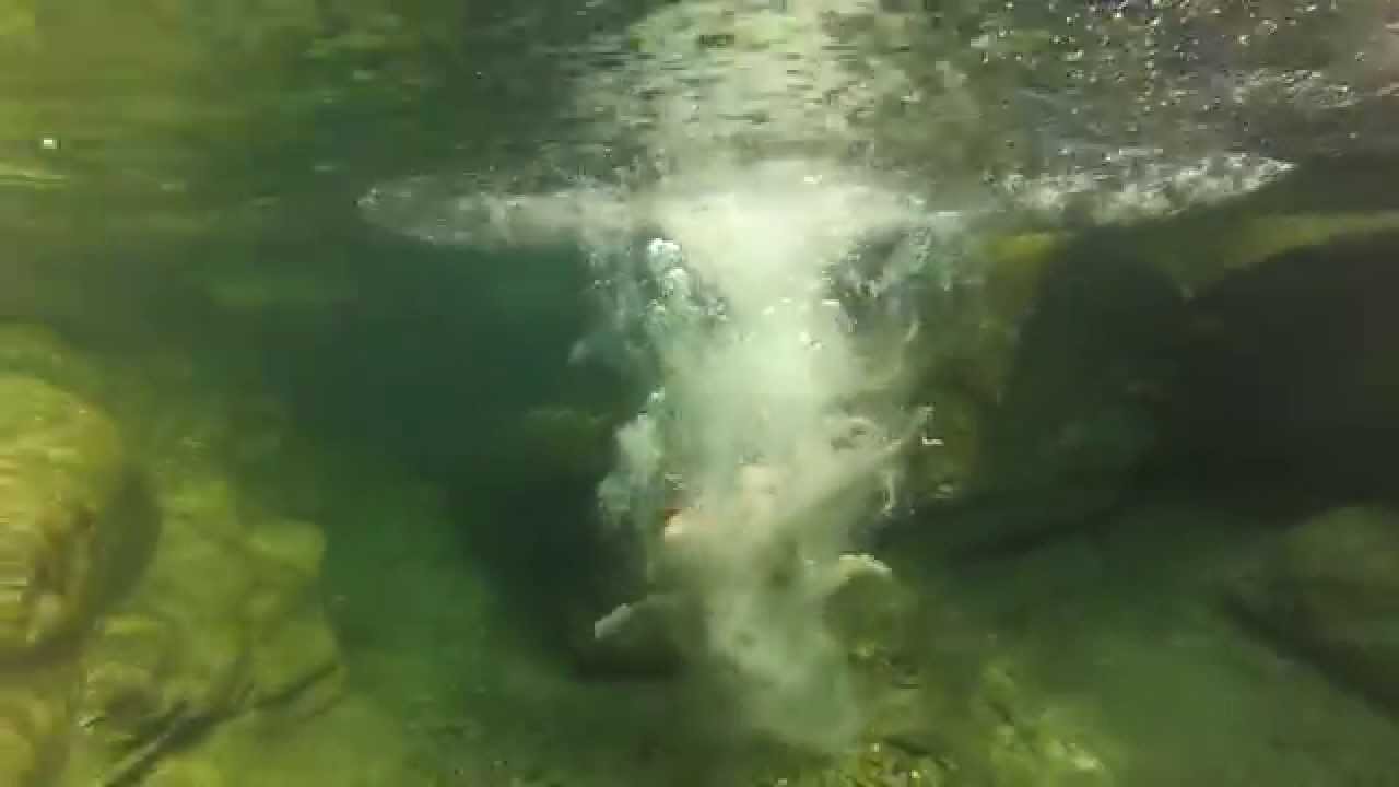 Jumping Into the South Fork Merced River - YouTube