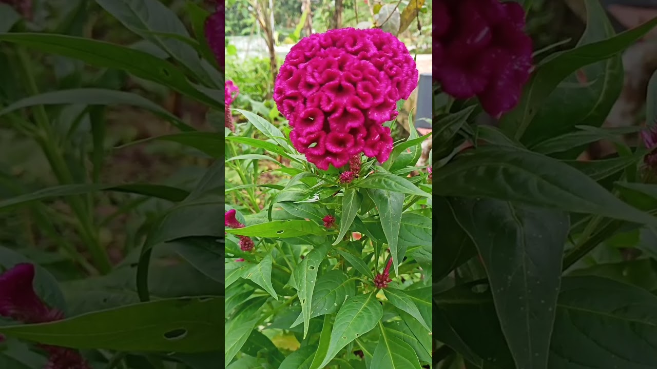 "Mawal"#shorts cock's comb flower /Kashmir valley medicinal plant ...