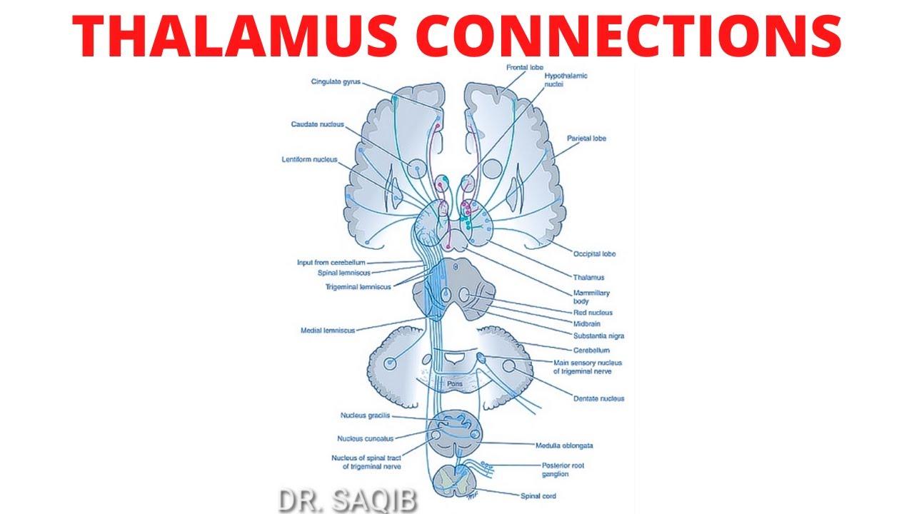 Thalamus Connections - YouTube