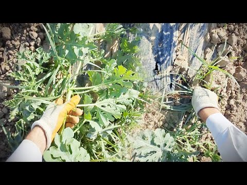 Karpuz Tarlasında Yabancı Otları EL İLE Sökme ve Karpuz Kollarını Düzeltme