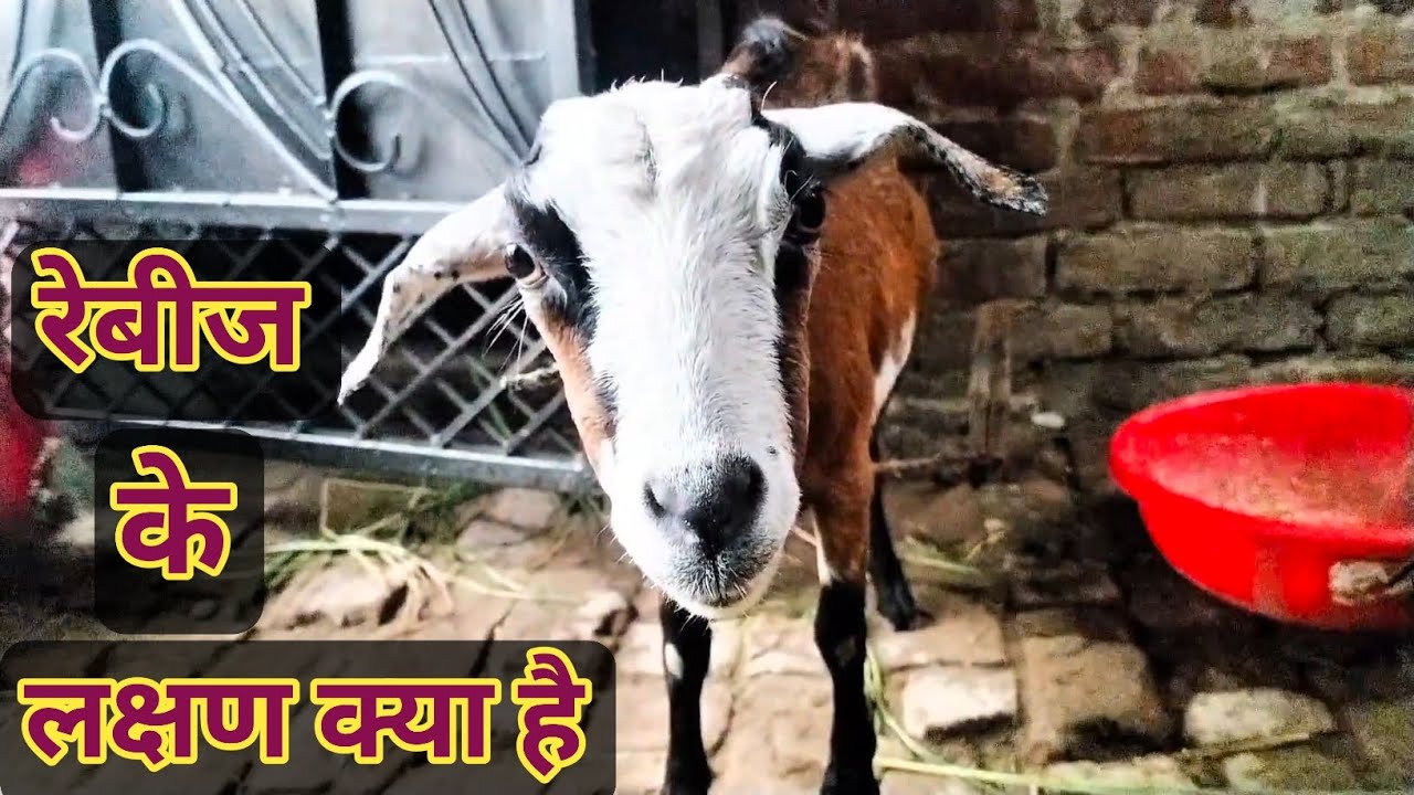 बकरी मे रेबीज के लक्षण और उपचार | symptoms and treatment of rabies in ...
