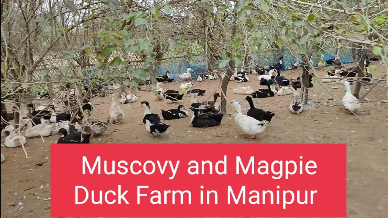 Muscovy and Magpie duck farming in Manipur. #manipur_poultry #manipur # ...