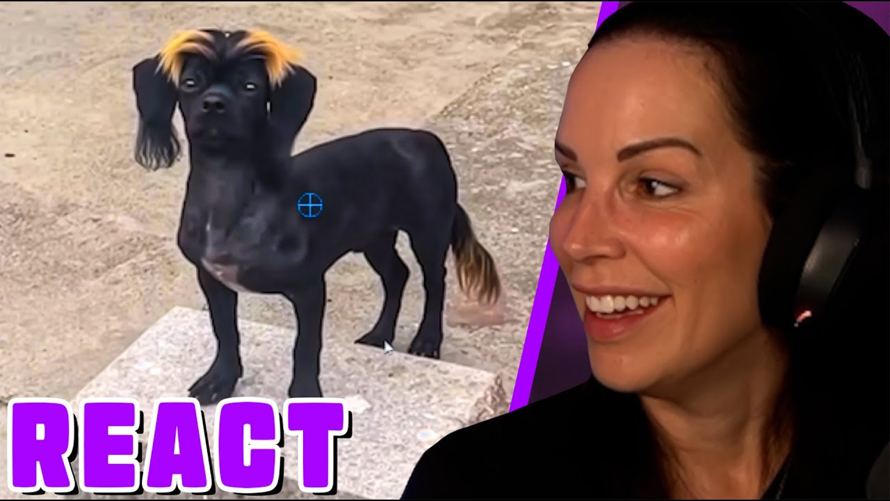 Papaplatte als Hund 😂 Daily Dose Of Internet - FlauschigTV Reaction ...