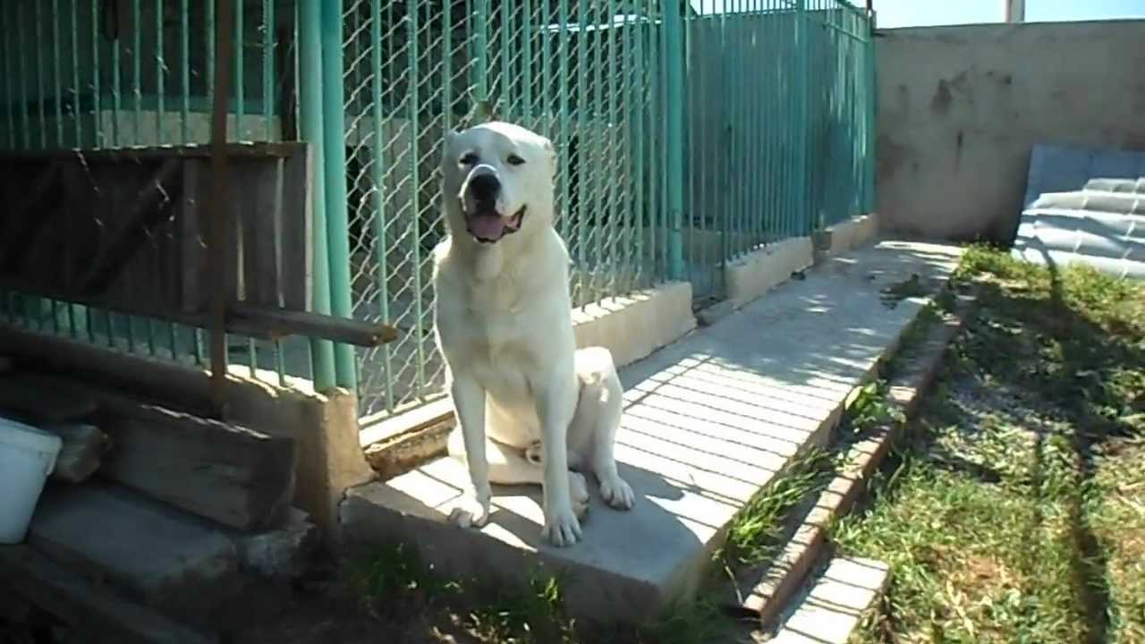Nagazebi Qartuli Youtube