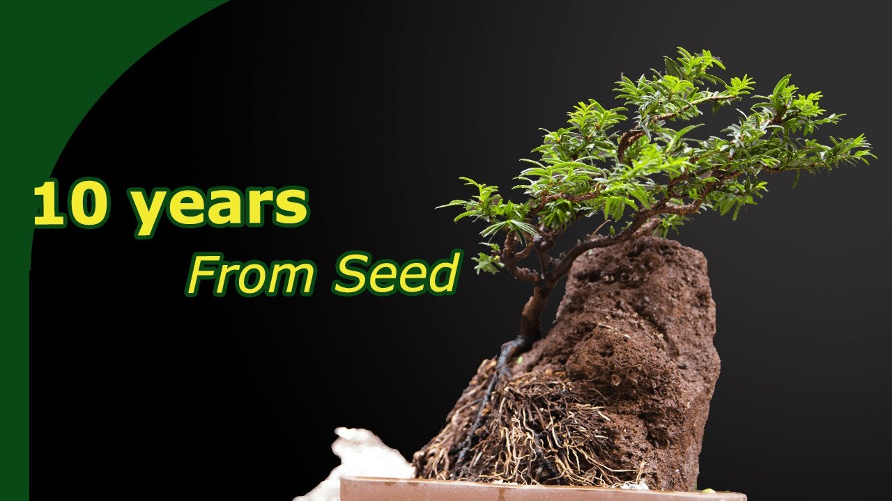 Unwrapping Root-Over-Rock windswept Taxus - YouTube