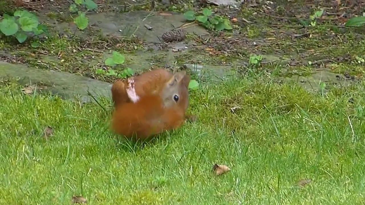 Red squirrel having a bath on the lawn - YouTube