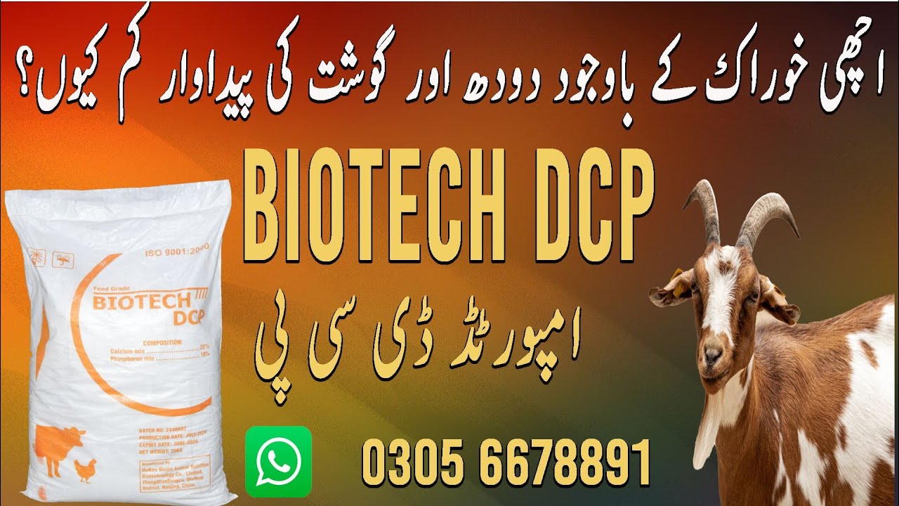Biotech DCP powder for Animals || DCP powder for animals - YouTube