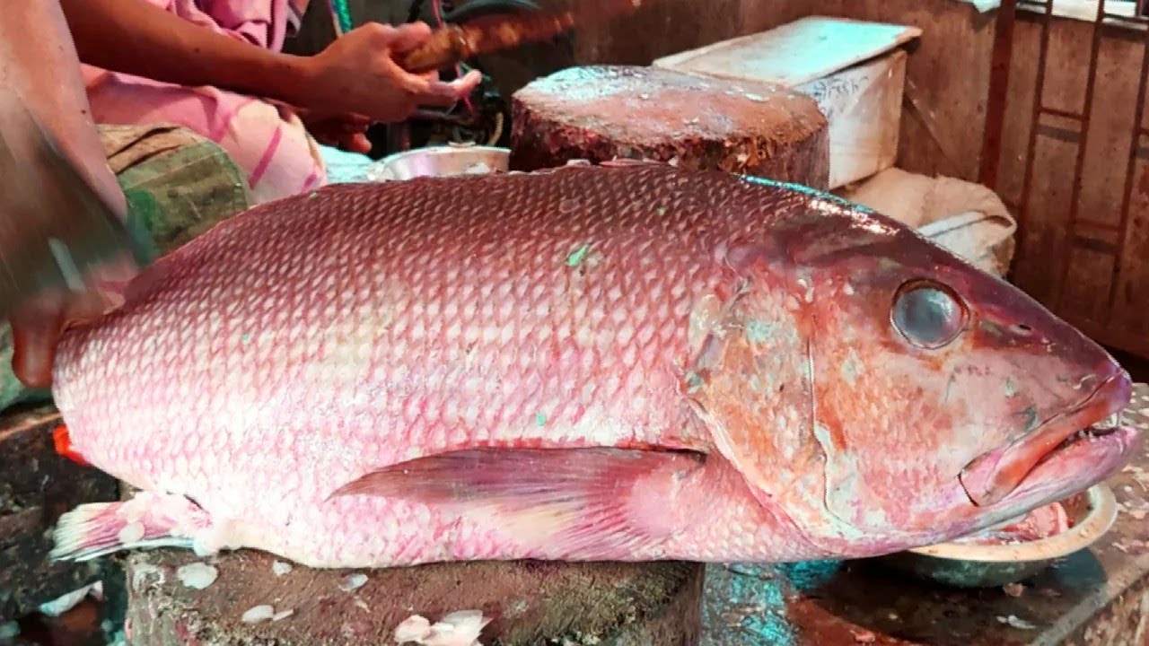 Amazing Sea Fish Cutting Skills| Giant Red Coral Fish Cleaning ...
