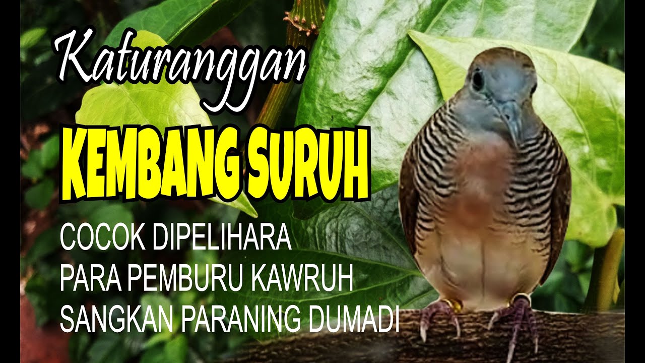 Katuranggan Perkutut lokal Kembang Suruh ( Bunga Sirih) . Kalam wadi ...