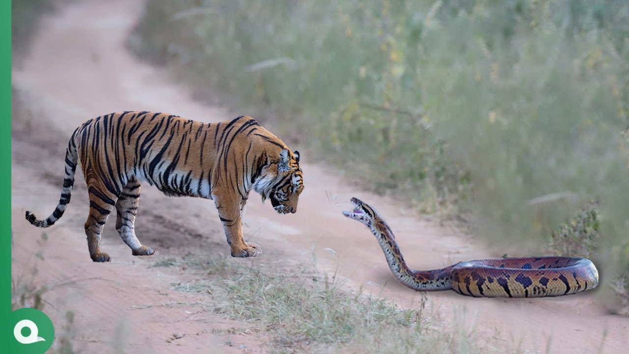 Look What Happened When This Snake Attacked Tiger - YouTube