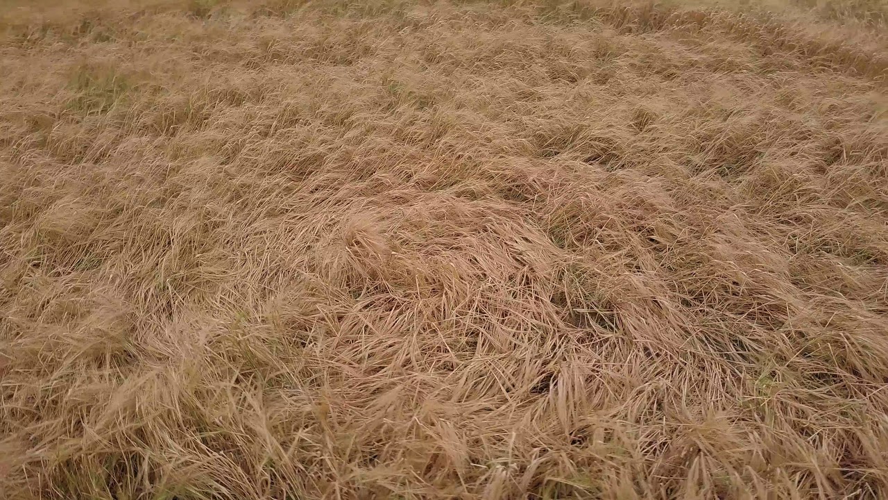 Cley Hill CROP CIRCLE 14.8.2018 SUPERLONG EDIT 4K - YouTube