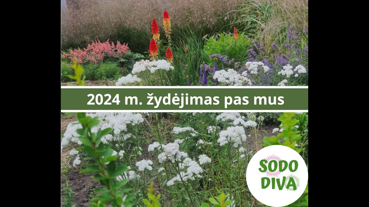 SODO DIVA Daugiametės gėlės ir augalai. Daugiamečių gėlių gėlynai 2024 ...