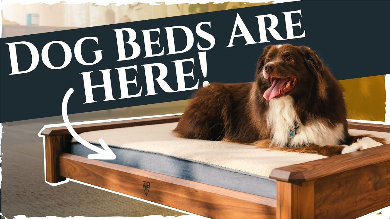 These Dogs Are Superstars! (Dog Beds Available NOW!) - YouTube