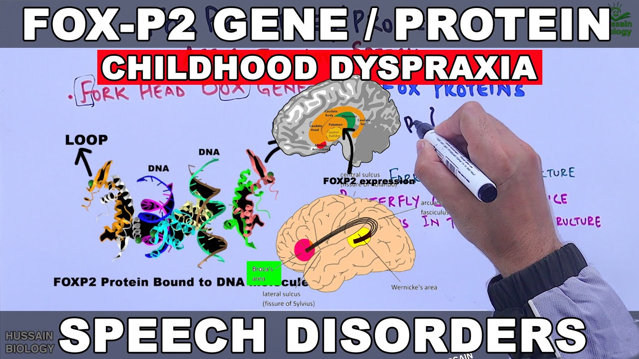 FoxP2 Gene | Speech Disorders | Childhood Verbal Dyspraxia - YouTube