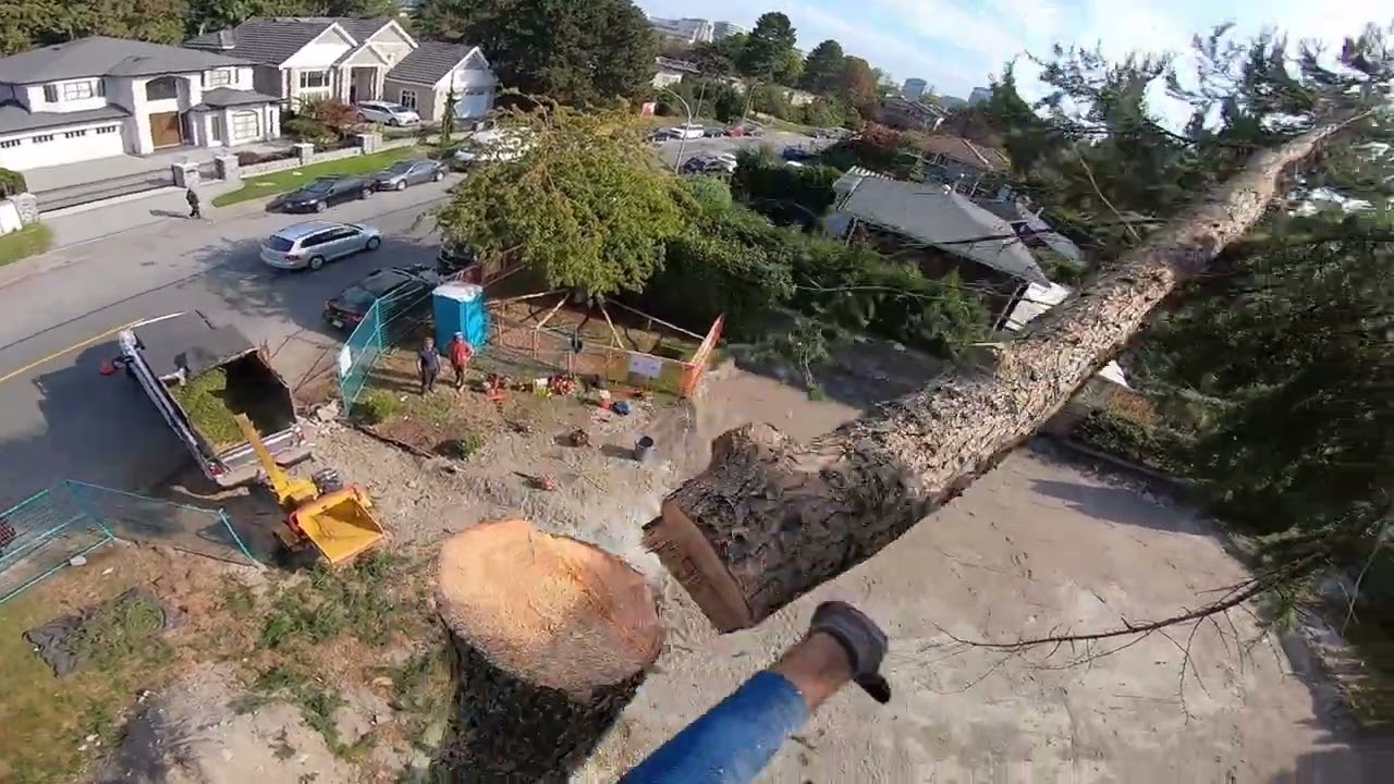 Deodar cedar tree removal - YouTube