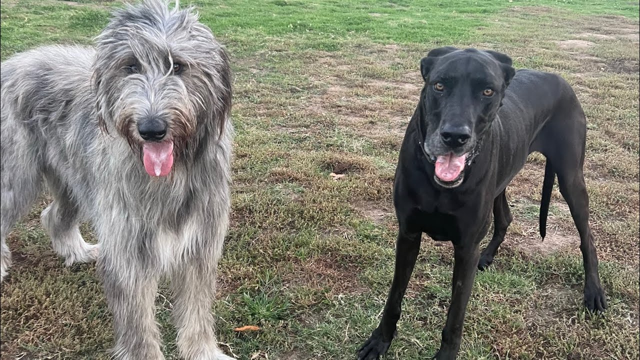 Irish Wolfhound VS Great Danes - YouTube