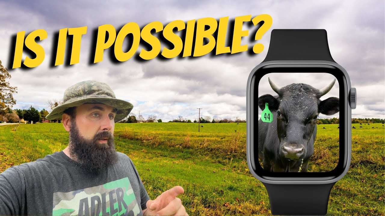 TRACKING CATTLE WITH AN APPLE WATCH? - YouTube