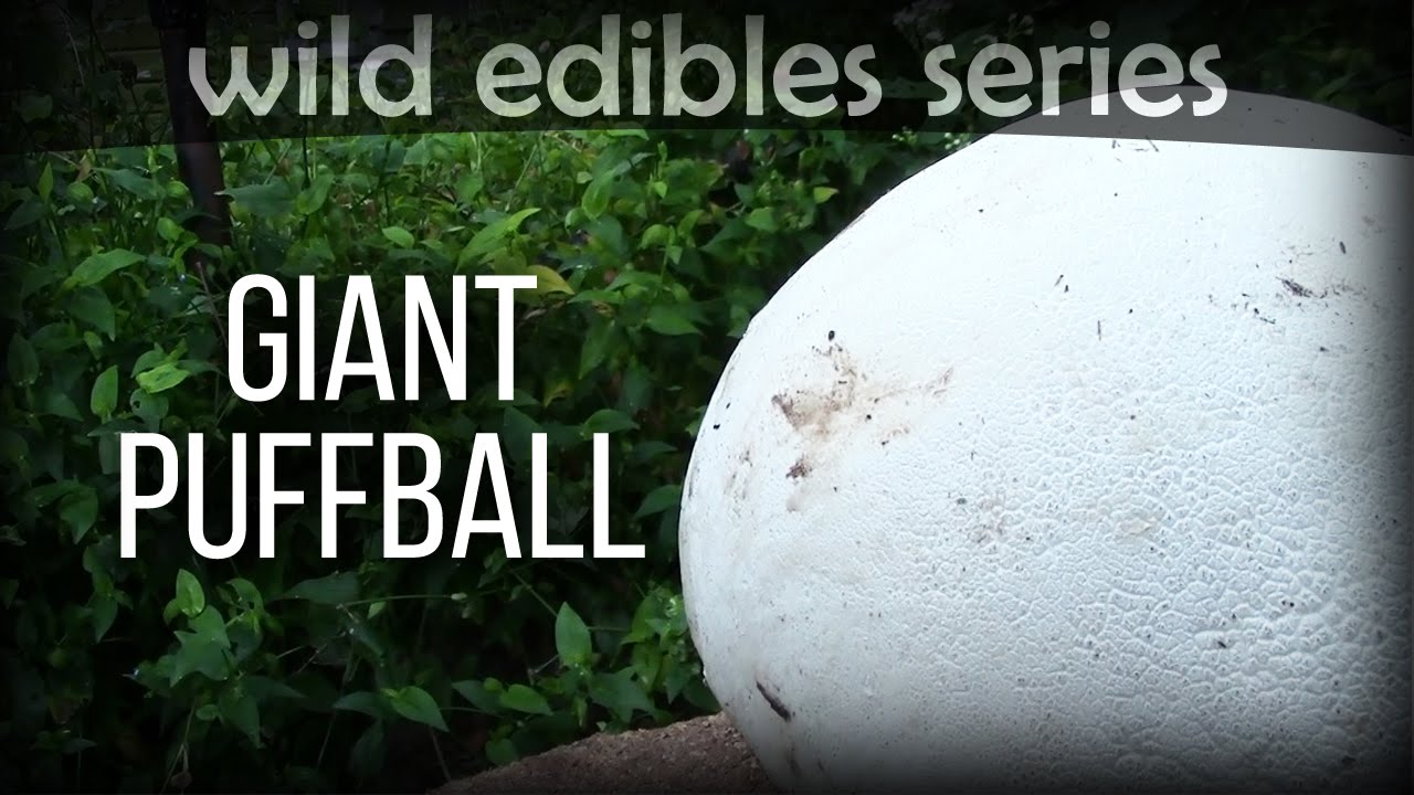 Giant Puffball - Wild Edibles Series - YouTube