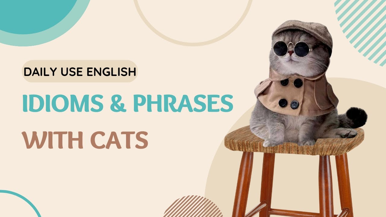 Must learn these Useful English expressions with Cats to speak. - YouTube