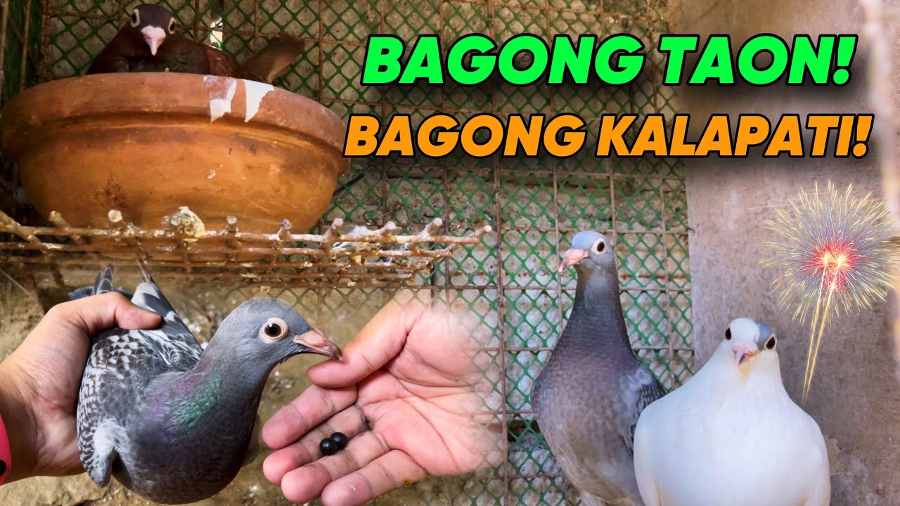 UNLI BREEDING NG KALAPATI 🤙 - YouTube