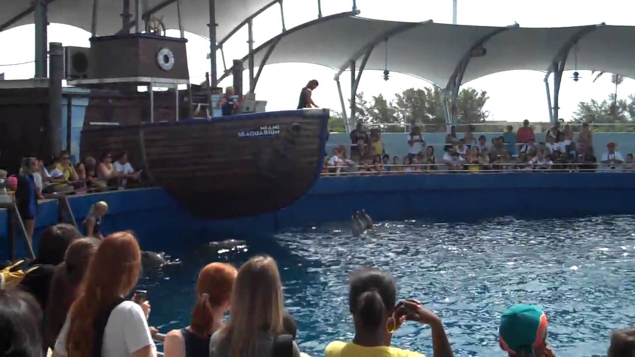 Miami Seaquarium - Top Deck Dolphin 1 - YouTube