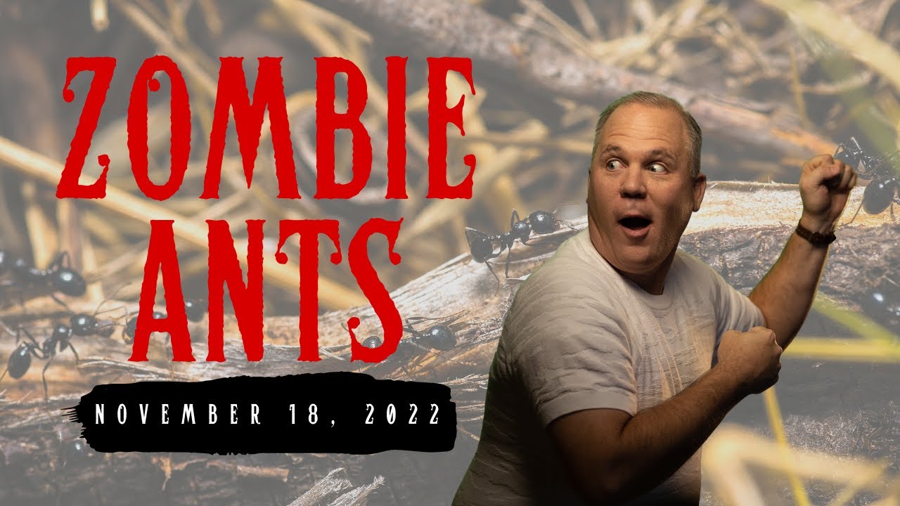 Zombie Ants - YouTube