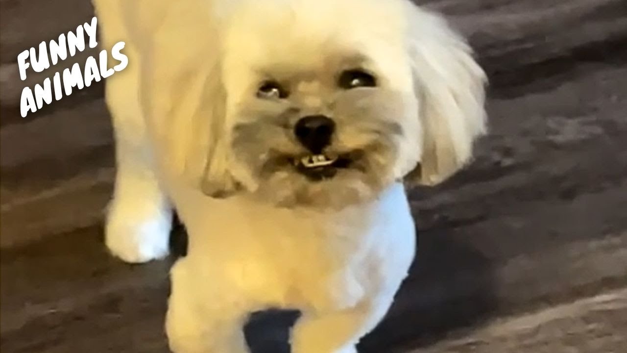 Pet Shenanigans! Hilariously Adorable Animal Antics - YouTube