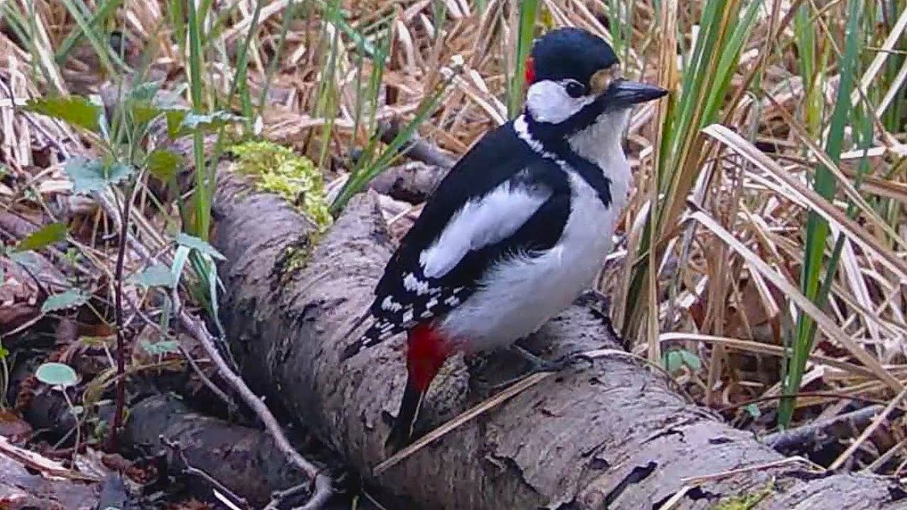 Forest birds in the spring. A camera trap in the forest - YouTube