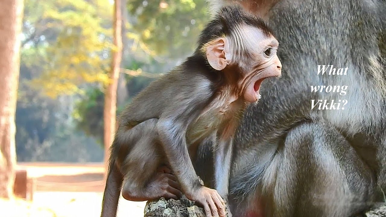 Very hilarious Vikki baby moments, Vikki so busy monkey baby ever seen ...