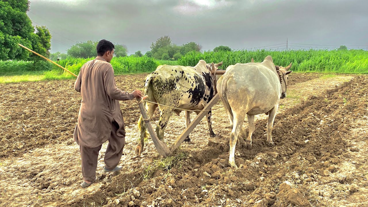 ploughing Method in farm with bulls | punjab village very hard working ...
