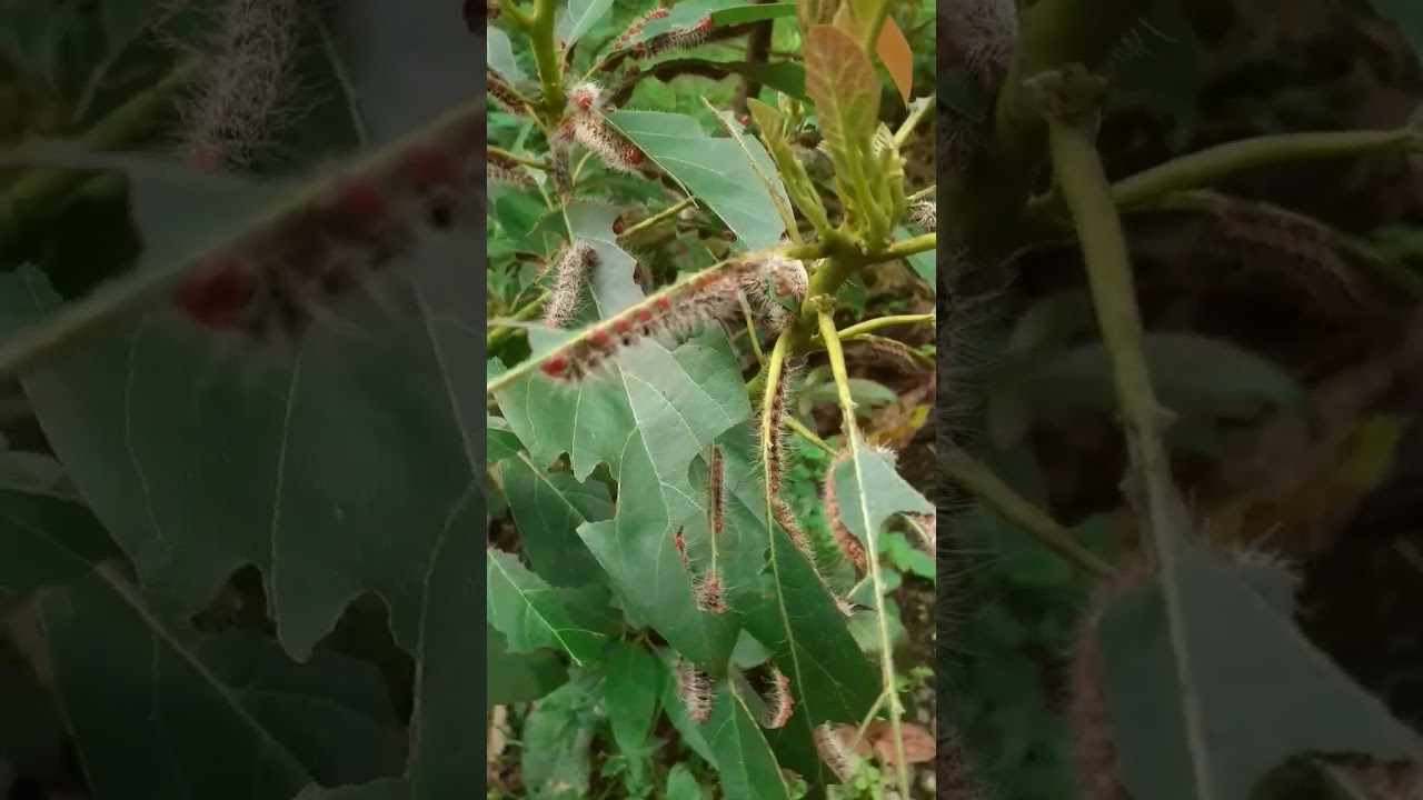 Subhanallah Ulat Pohon Alpukat #shorts - YouTube