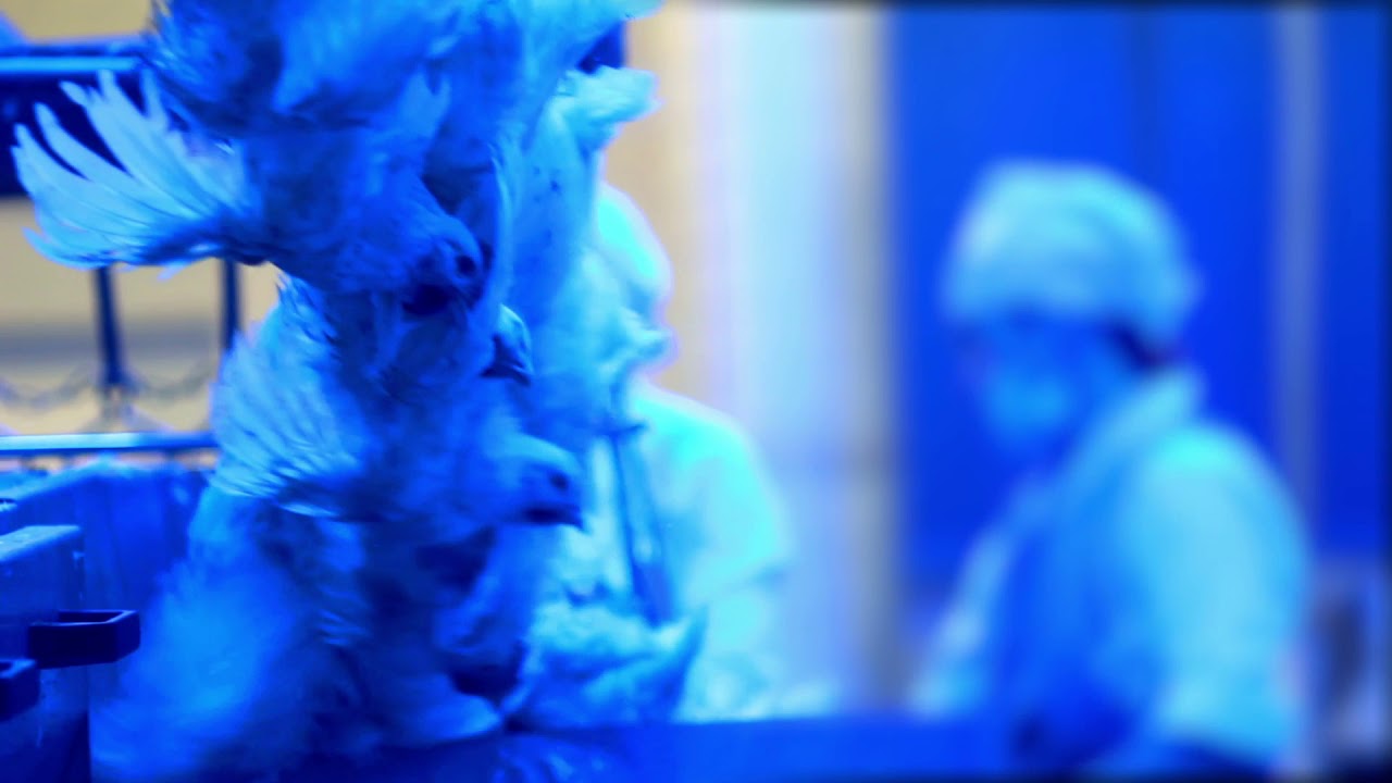 conveyor belt with chickens in ultraviolet light - YouTube