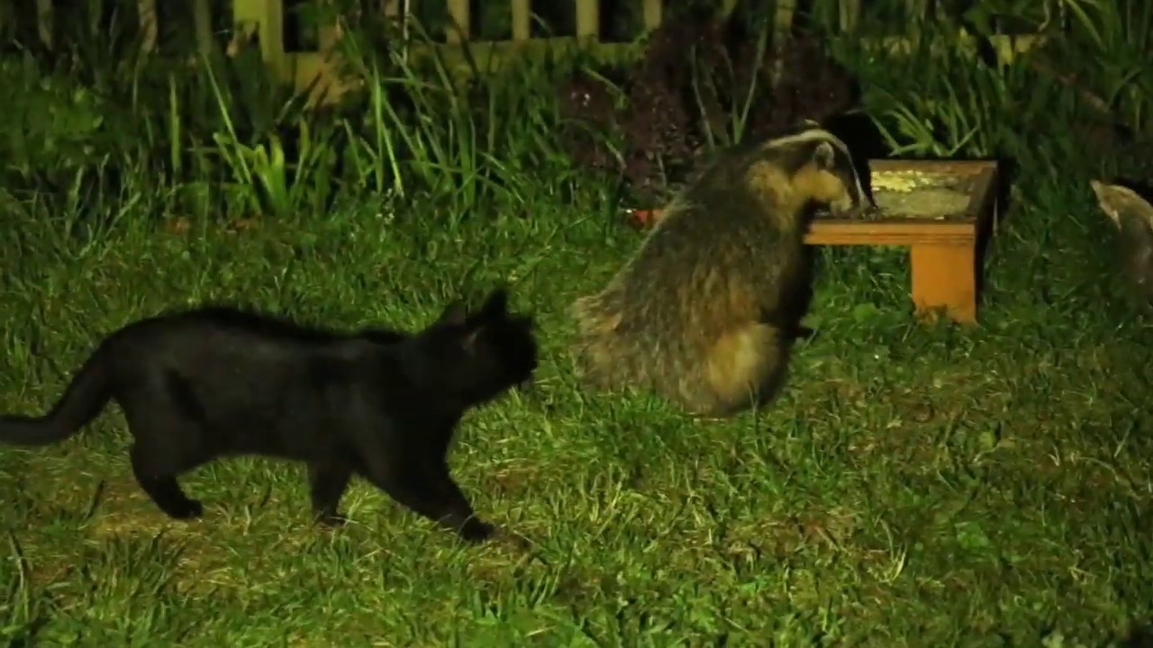 Badger May 2020 - 9 - Badger meets the cat - YouTube