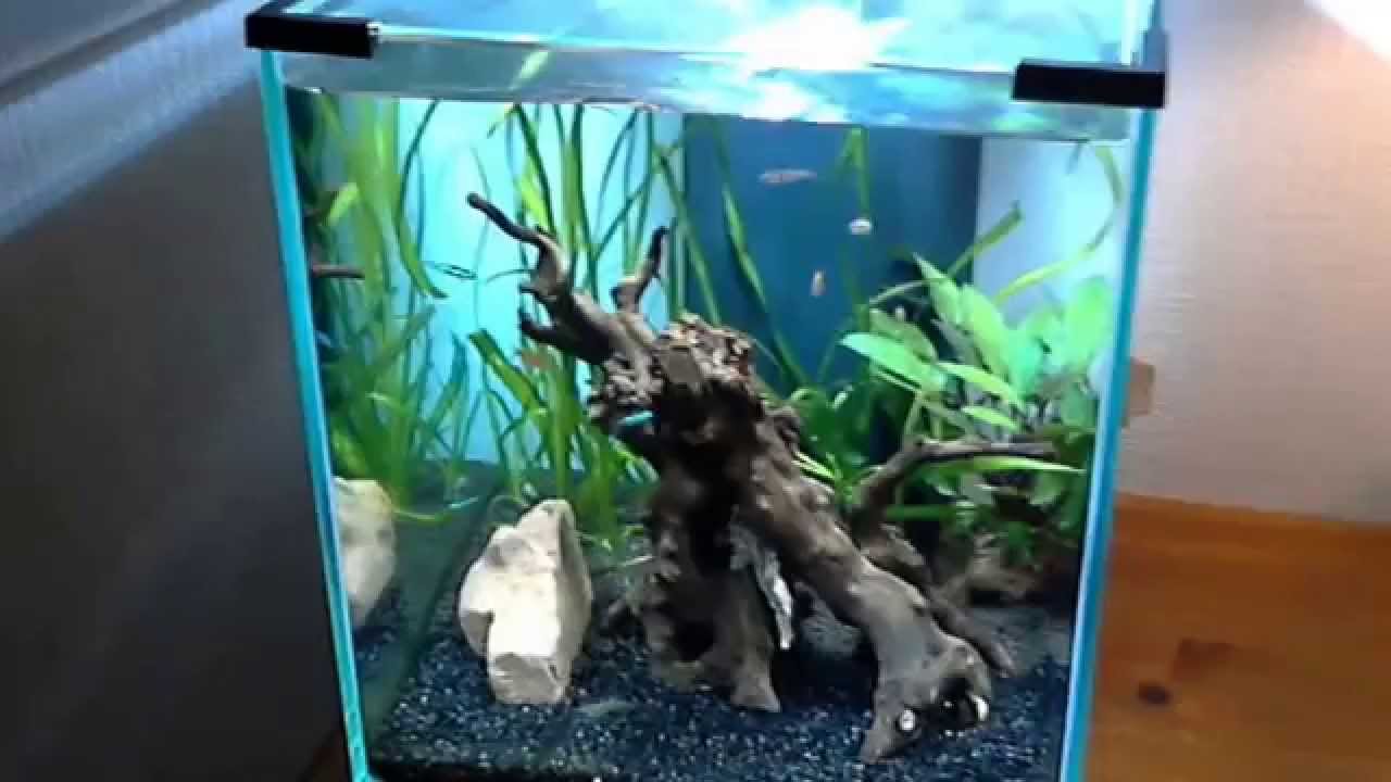 Aquarium 40 litres (1ere catégorie) - YouTube