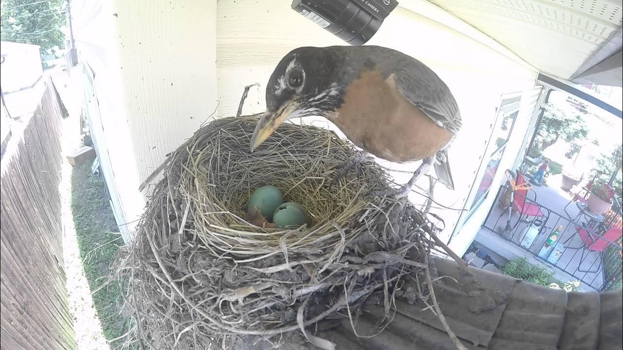 Birds....Robin Egg Hatching!!!!MUST SEE!! - YouTube