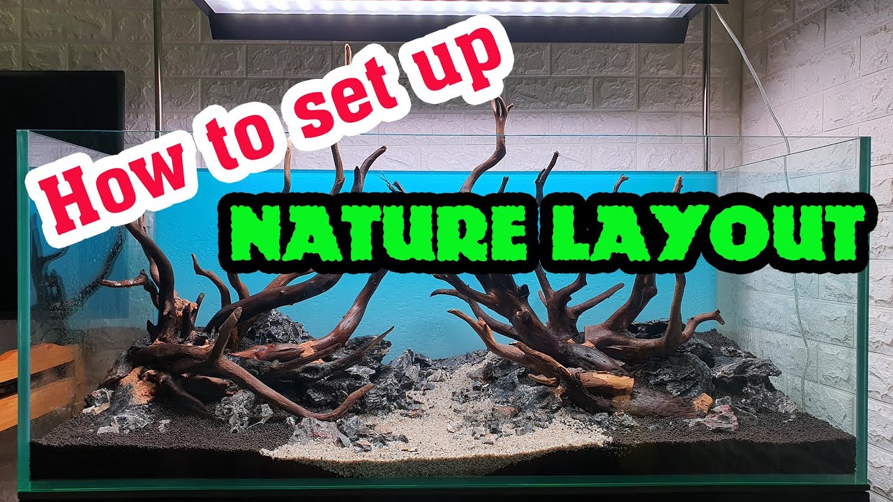 #53 How to set up Nature Layout/Hướng dẫn set bể Nature Layout thuỷ ...