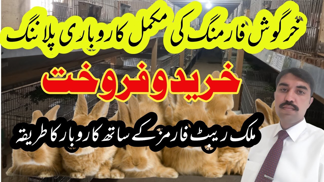 Rabbit farming Business Plan with Malik Rabbit Farms Chakwal || BuyBack ...
