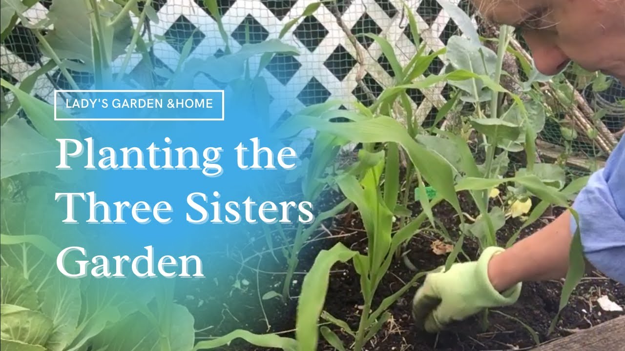 Three Sisters Garden | Planting Corn, Beans and Squash - YouTube