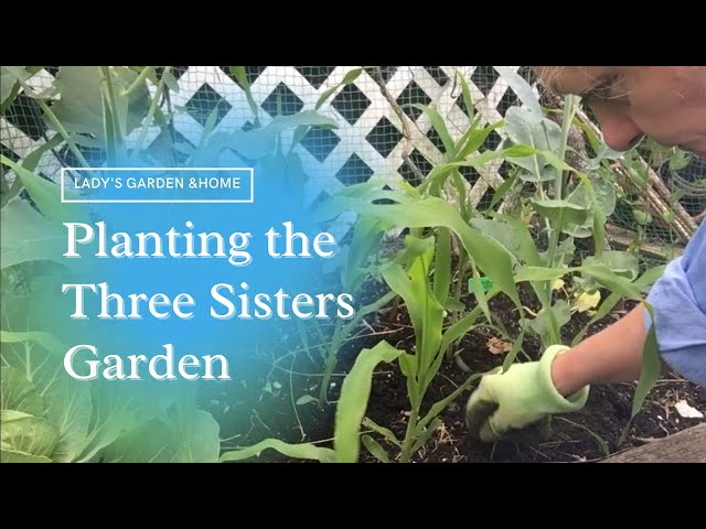 3 Sisters Garden Layout Raised Bed How To Grow A Three Sisters Garden