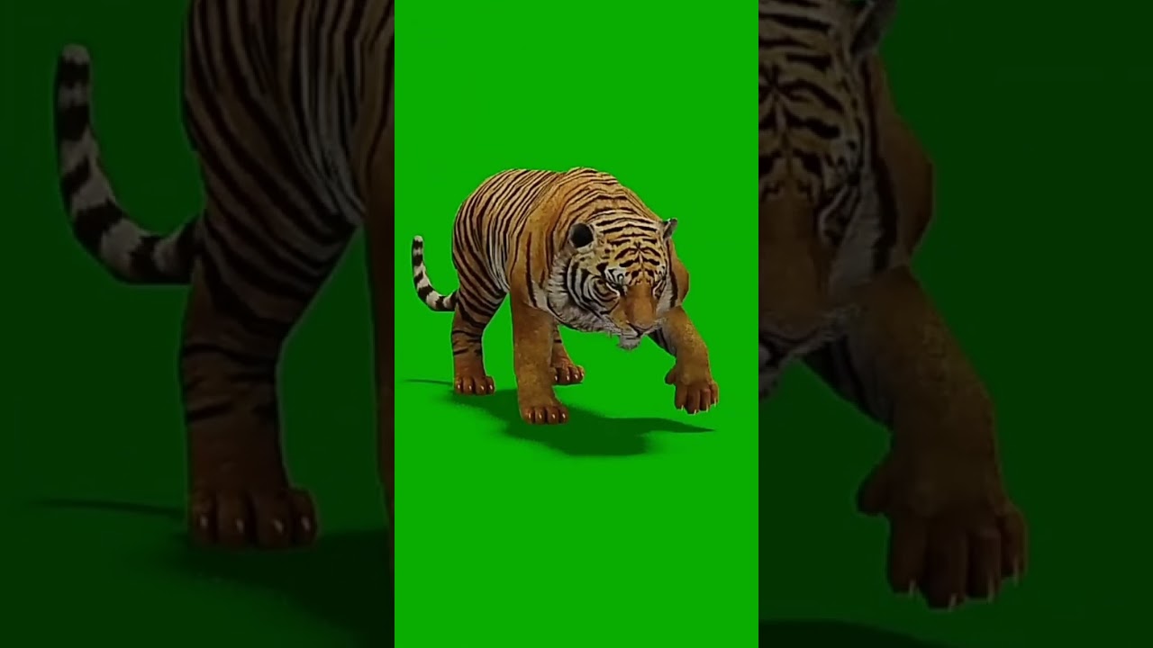GREEN SCREEN VIDEO CHROMAKEY BACKGROUND CHANGE VIDEO TIGER JUNGLE ...