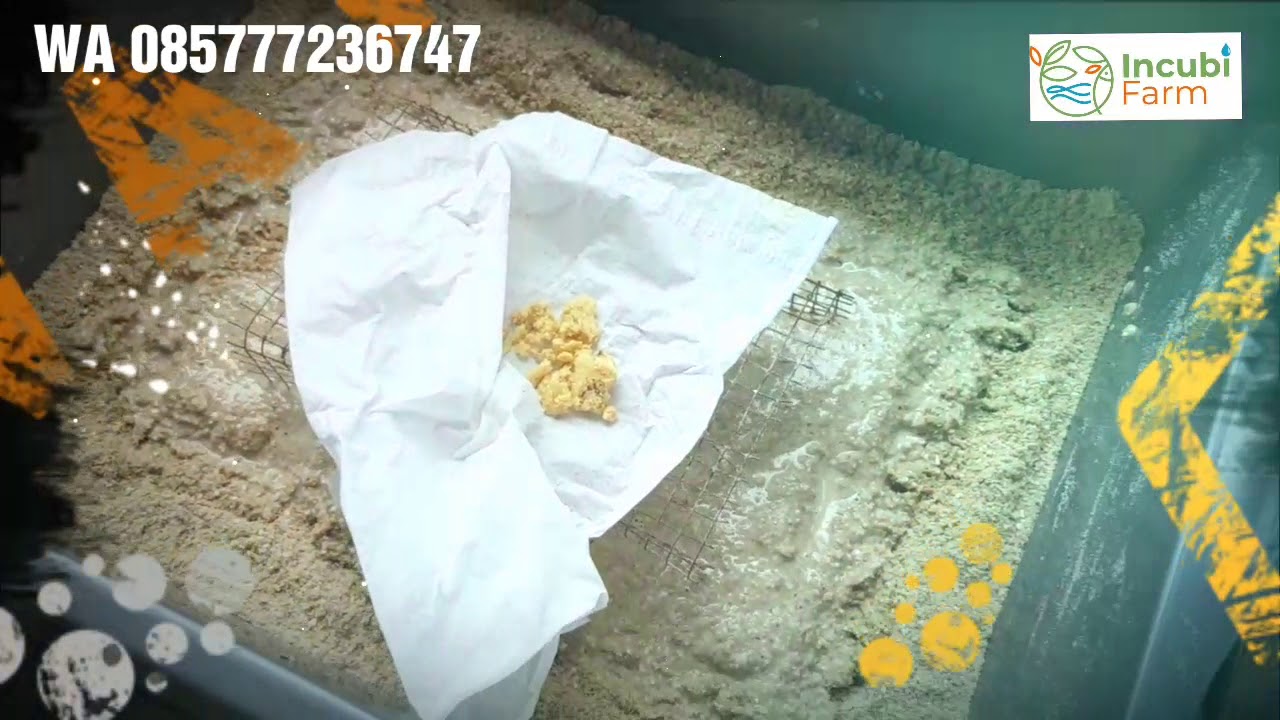 Cara Membuat Media Penetasan Telur BSF - Media Dedak - Budidaya Maggot ...
