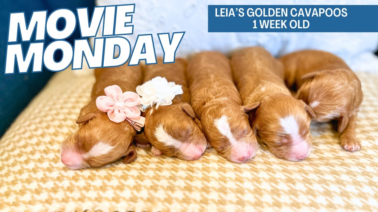 Leia's Golden Cavapoos 1 week old - YouTube