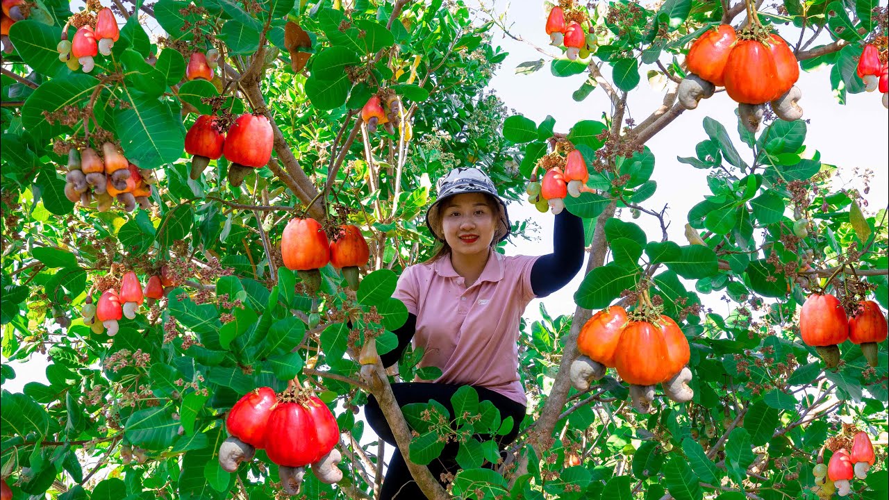 Harvesting Cashew Orchard and Red Gac to the Market to Sell! Lucia's ...