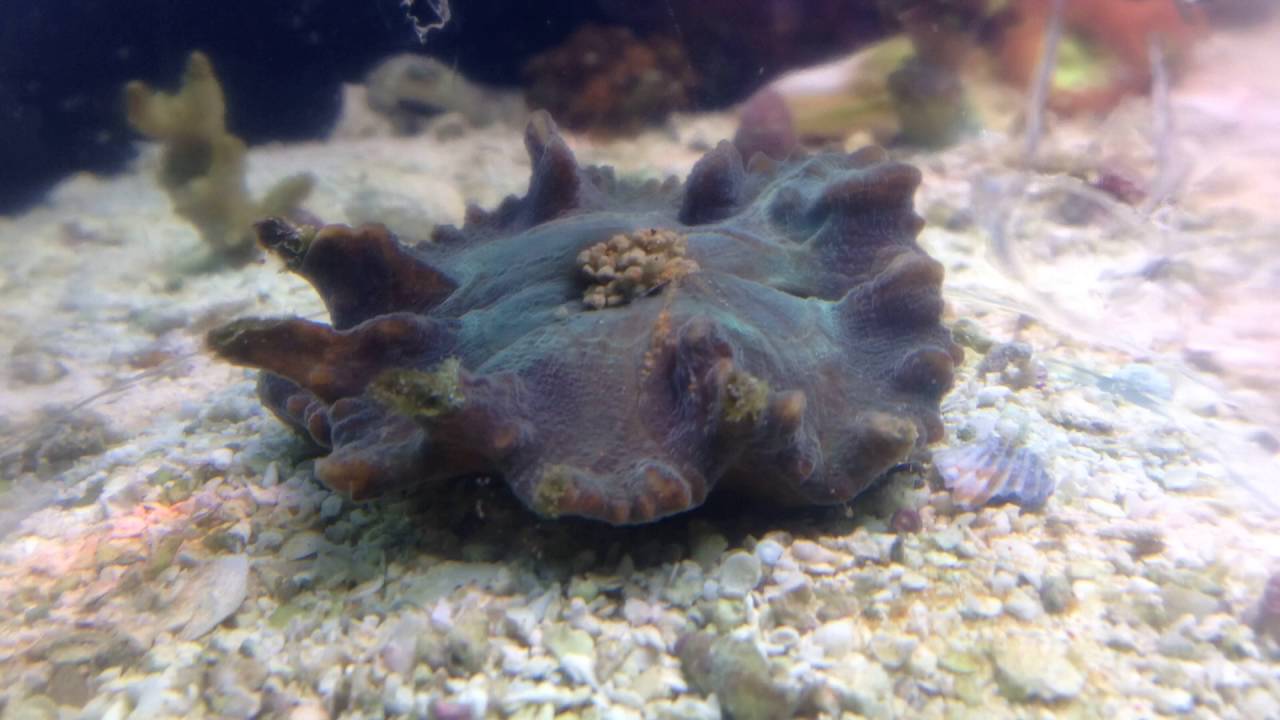 Pectinia coral time lapse - YouTube