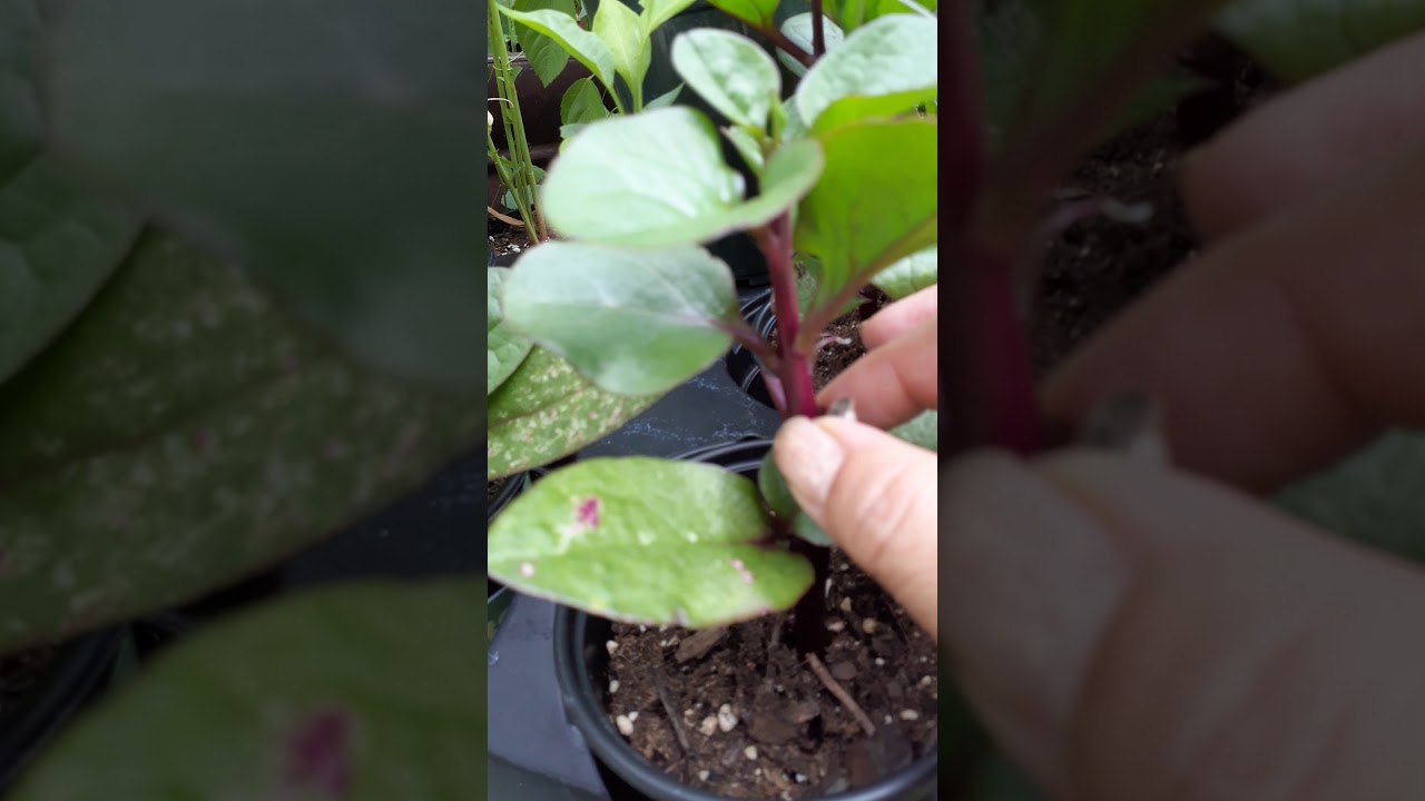 alugbati updates - YouTube