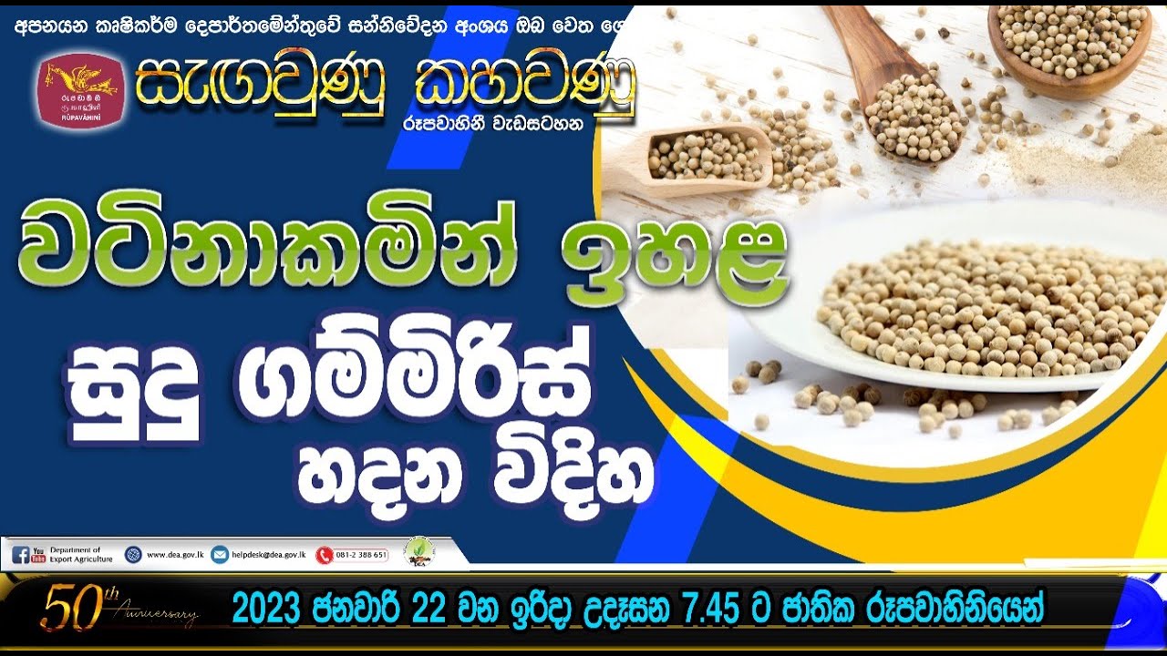 වටිනාකමින් ඉහල සුදු ගම්මිරිස් නිෂ්පාදනය Youtube